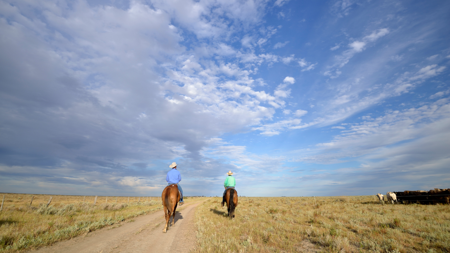 The Long Paddock | Visit Hay