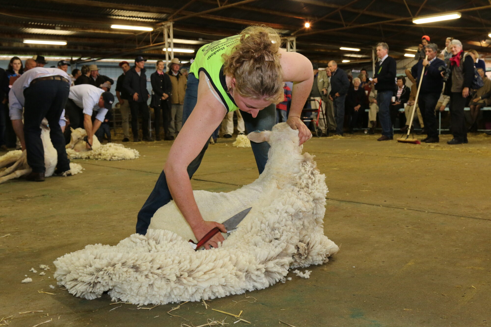 Hay Merino Sheep Show | Visit Hay