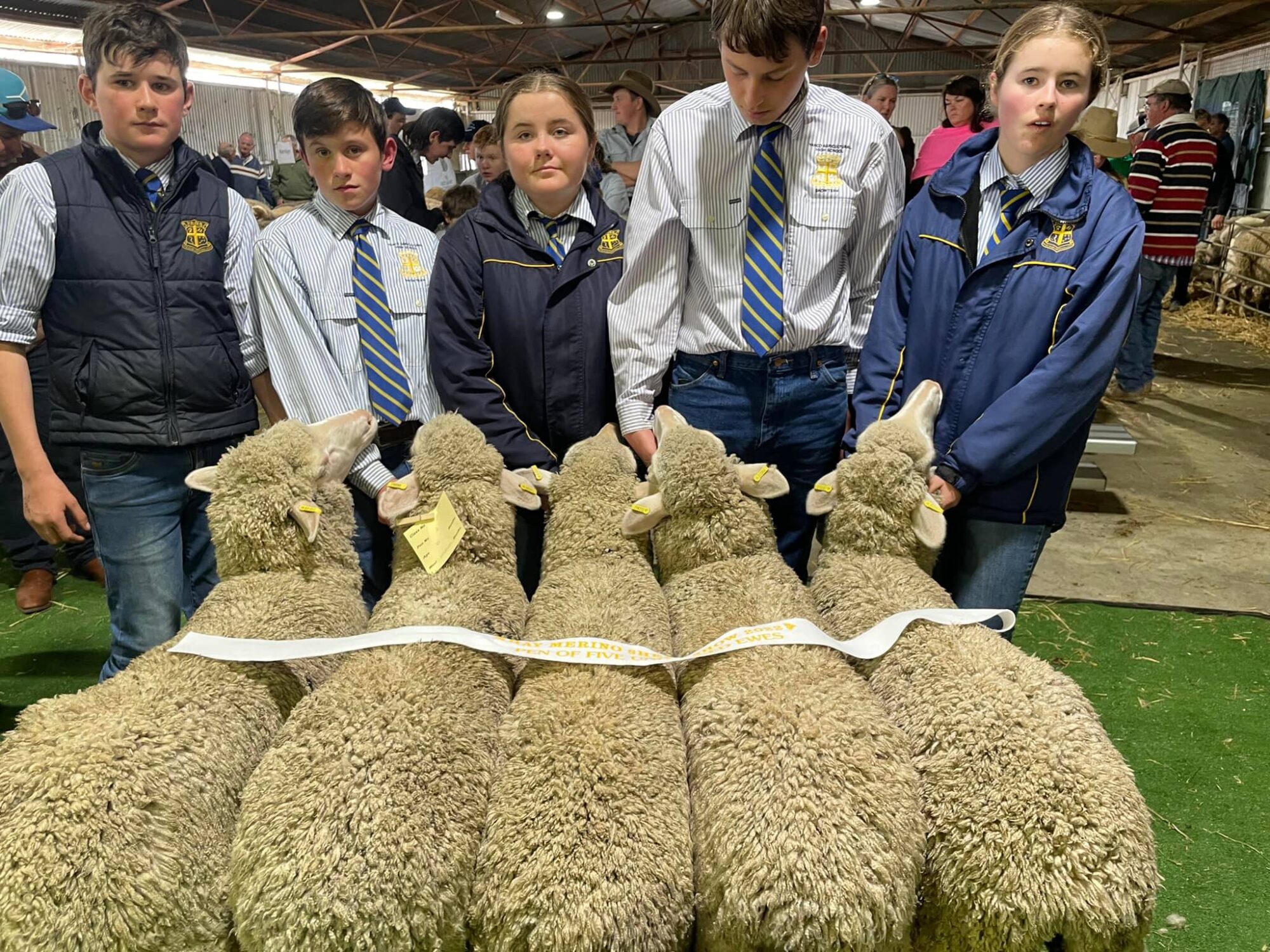Hay Merino Sheep Show | Visit Hay