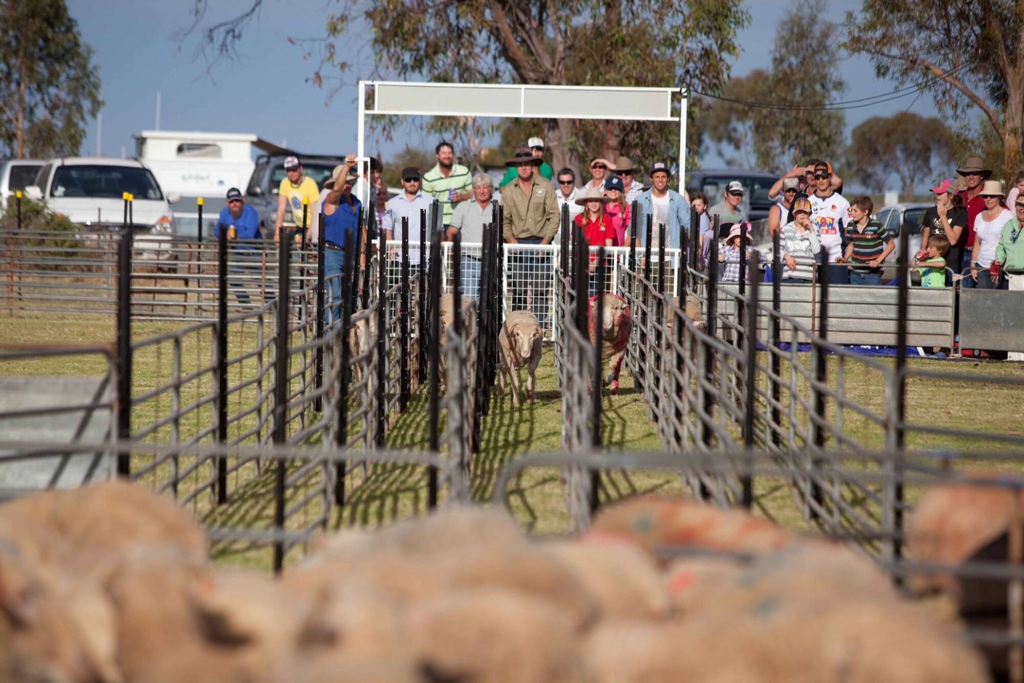 Booligal Sheep races | Visit Hay